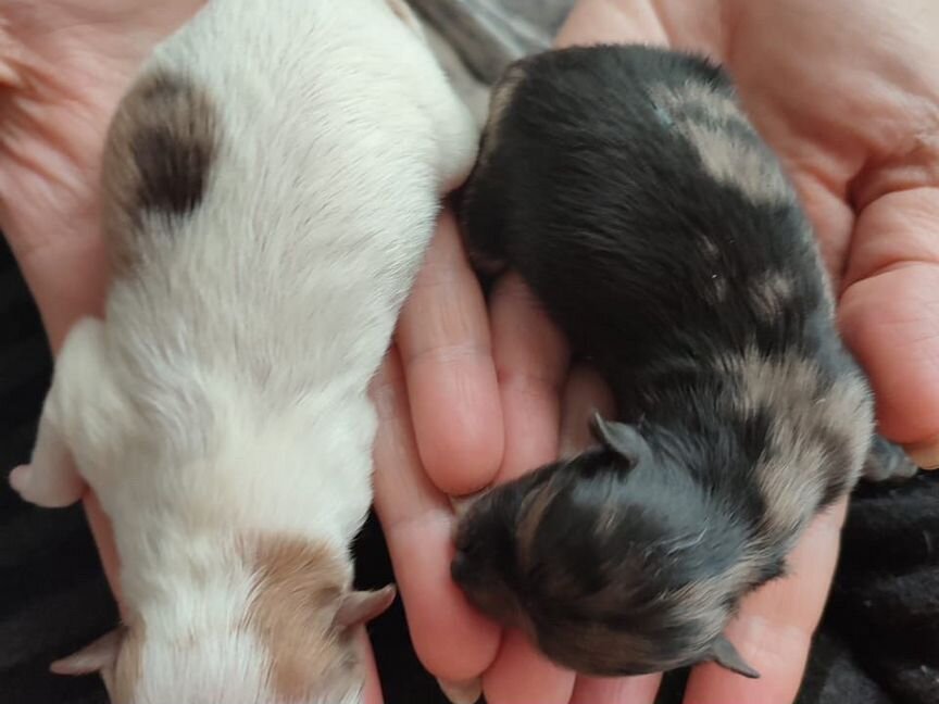 Щенки померанского шпица медвежьего типа