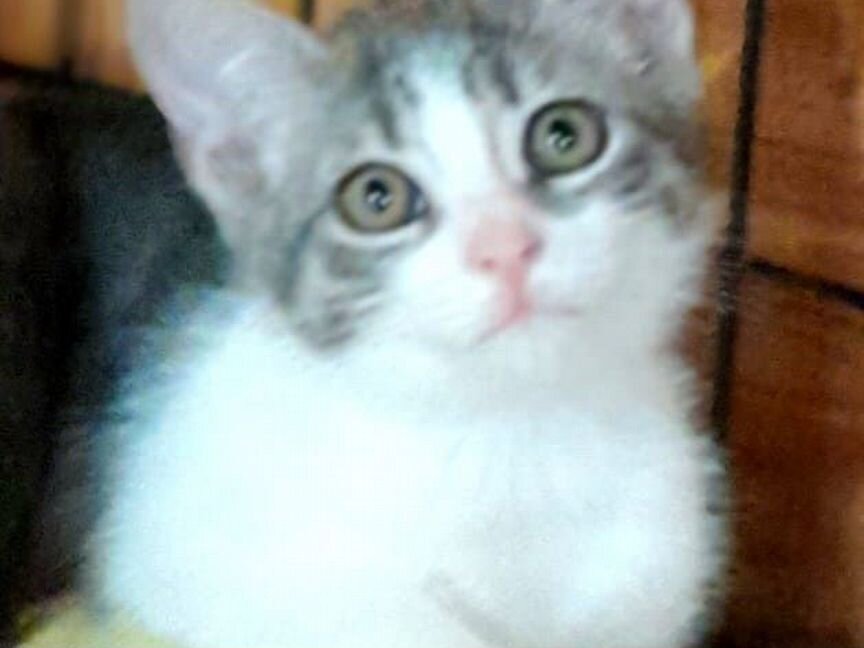 Котенок девочка, ручная