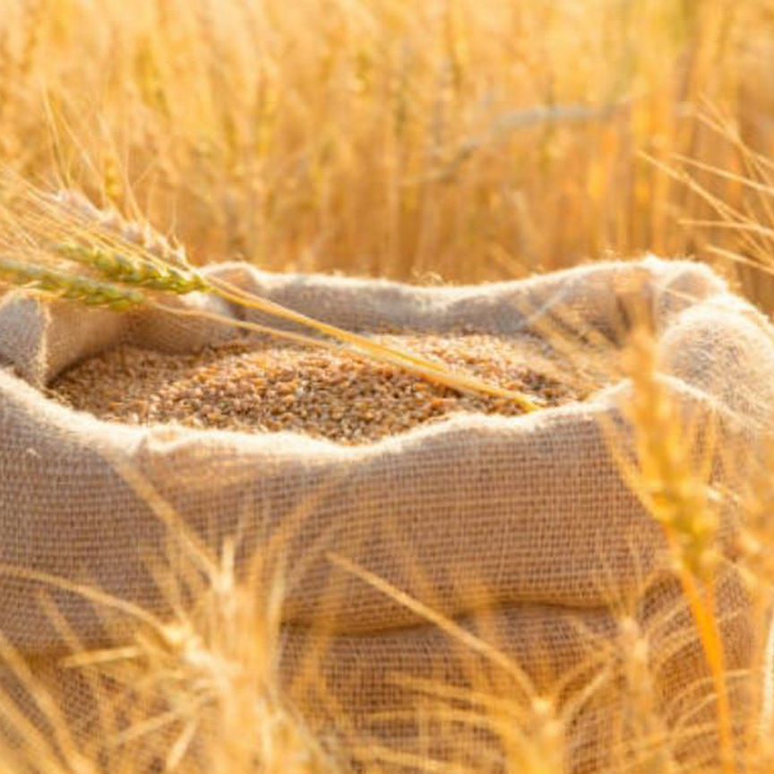 Зерно пшеница ячмень