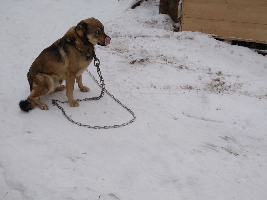 Отдам бесплатно охранника. Звоните