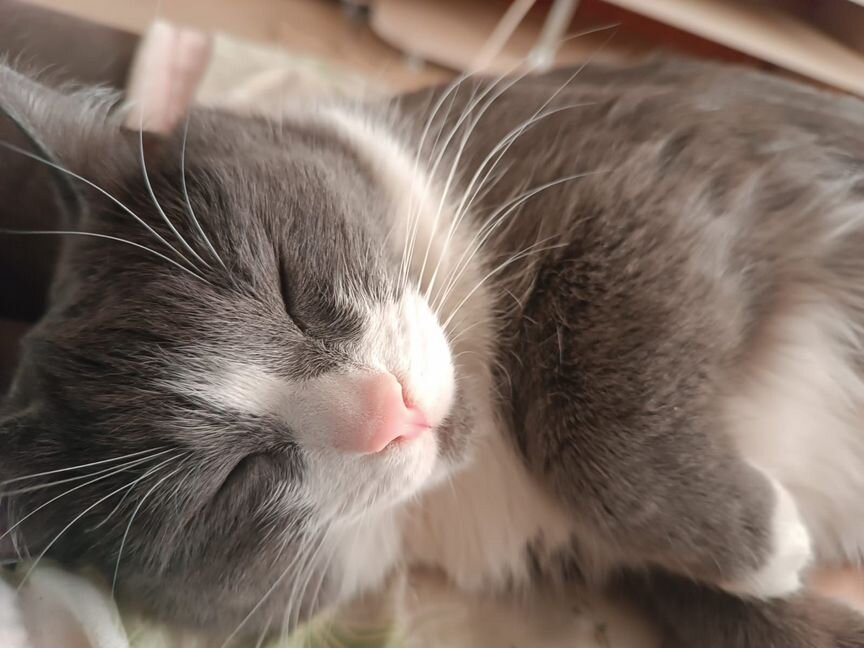 Кот красавчик в добрые руки