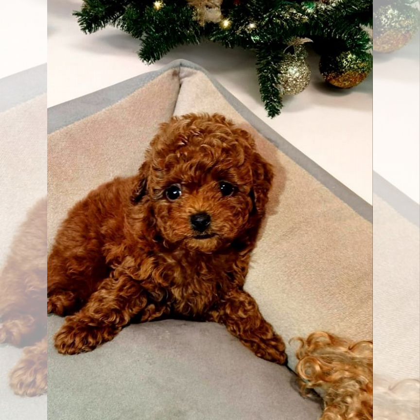 Мальтипу, щенок