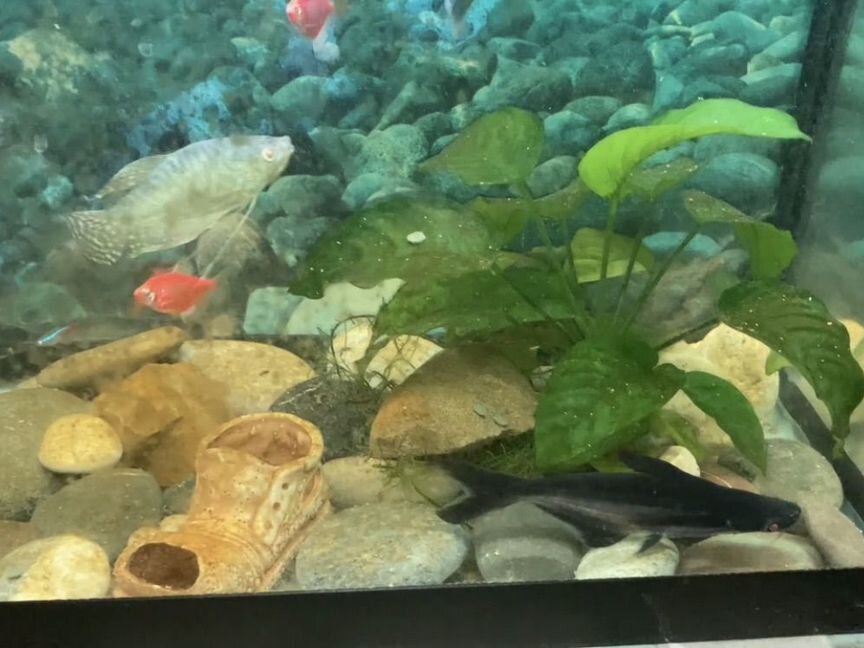 Аквариумные рыбки бесплатно