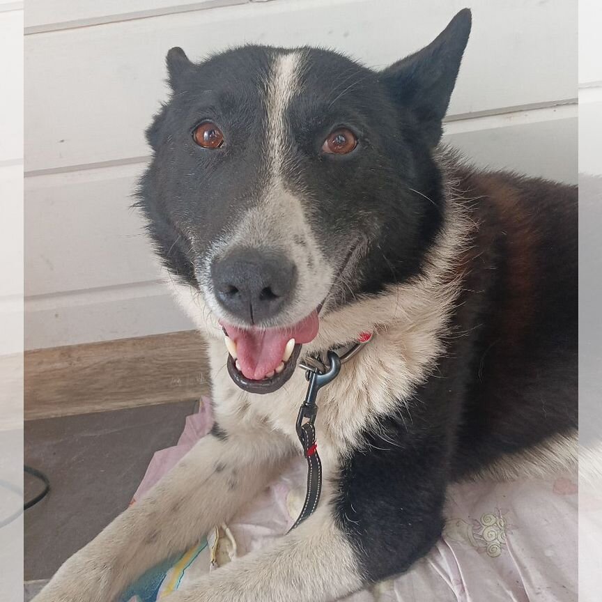 Карельская медвежья собака, взрослый