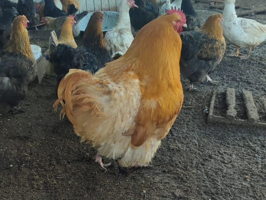 Яйца на инкубацию