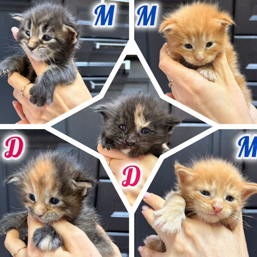 Мейн-кун котёнок