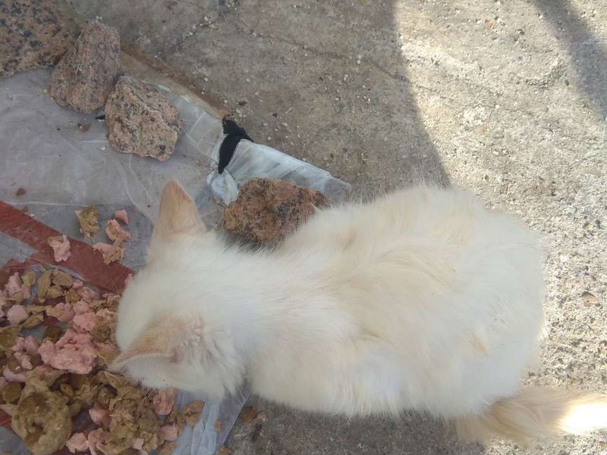 Котенок в добрые руки