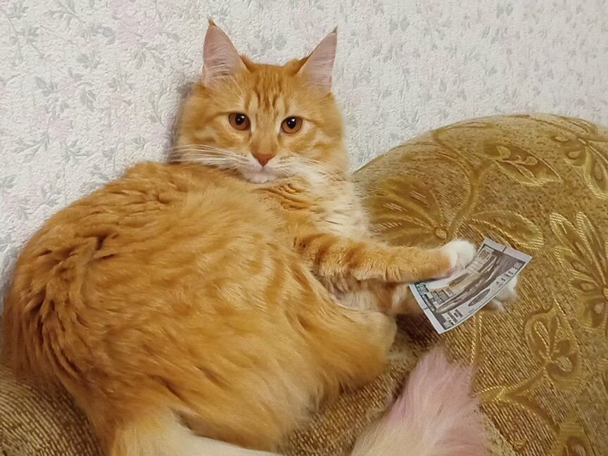 Ищем рыжего кота на вязку
