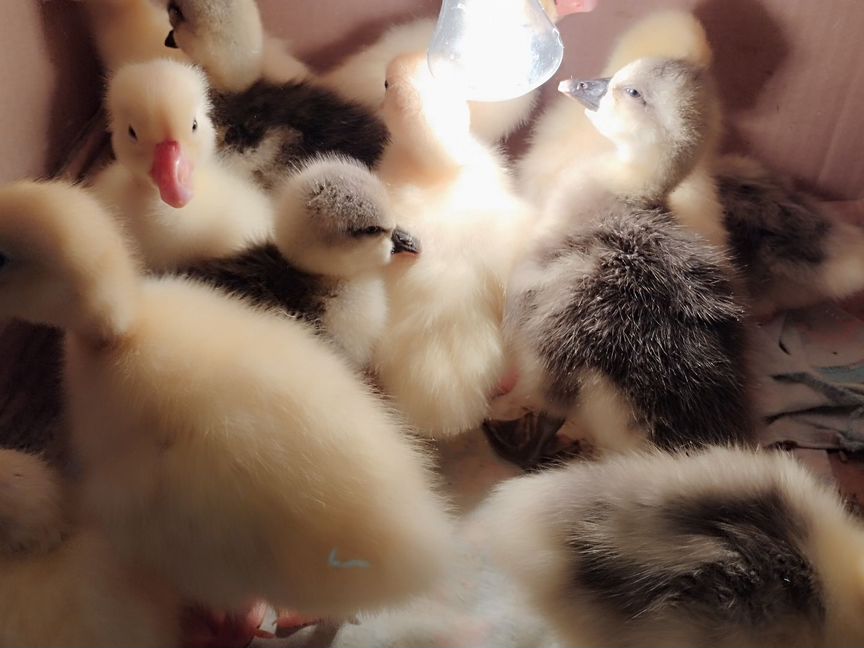 Гусята суточные