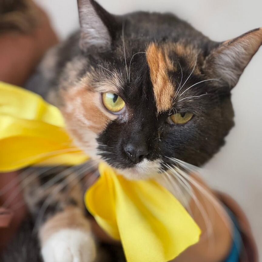 Кошка из приюта Медея ищет дом