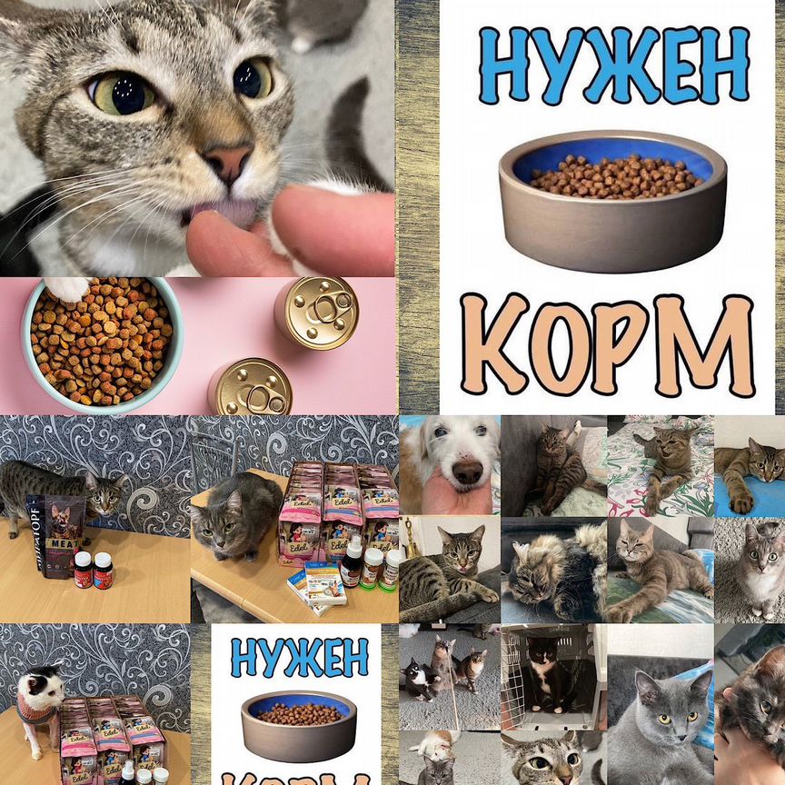 21 спасенный котик