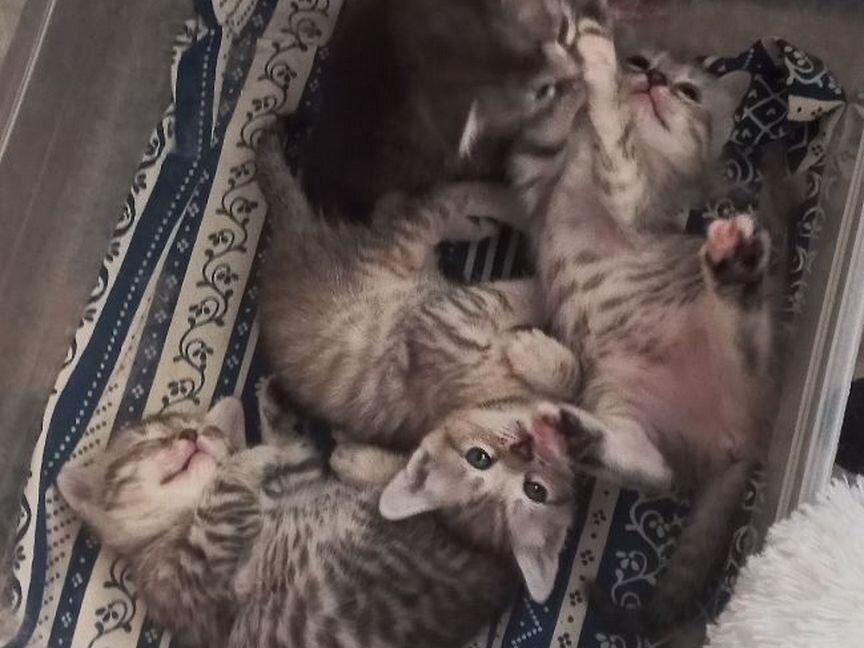 Котята в добрые руки