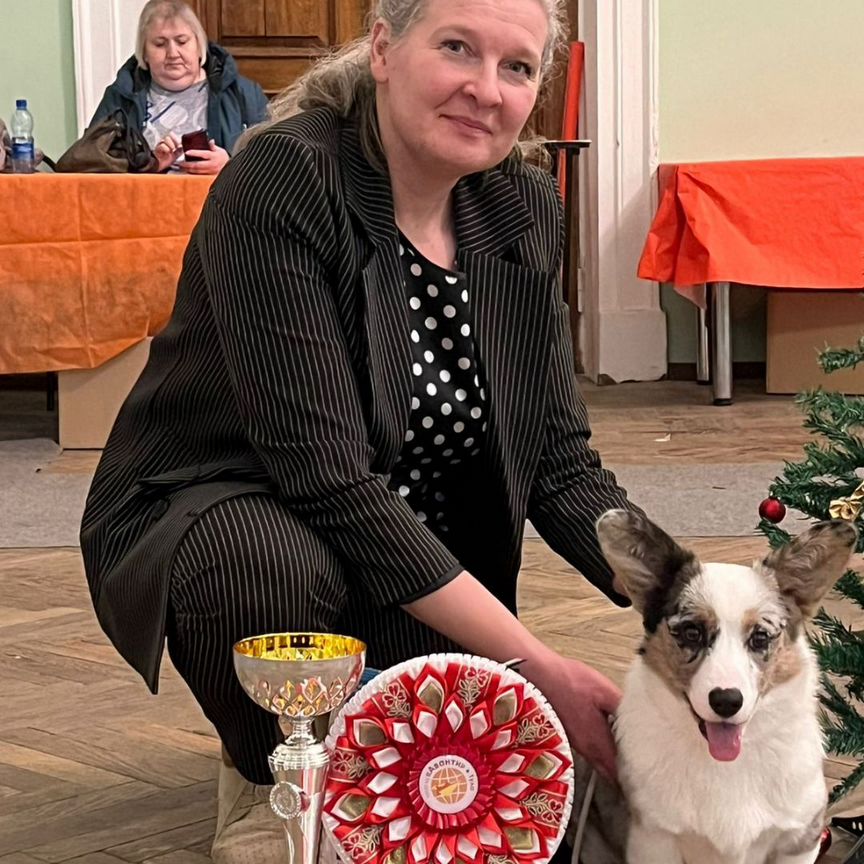 Вельш-корги кардиган