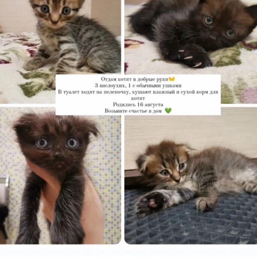 Полубританские Котята бесплатно