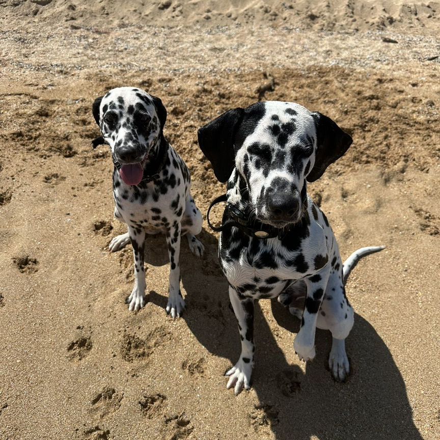 Вязка далматинец