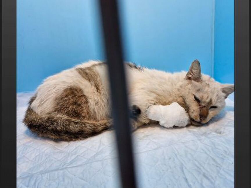 Кот ищет дом