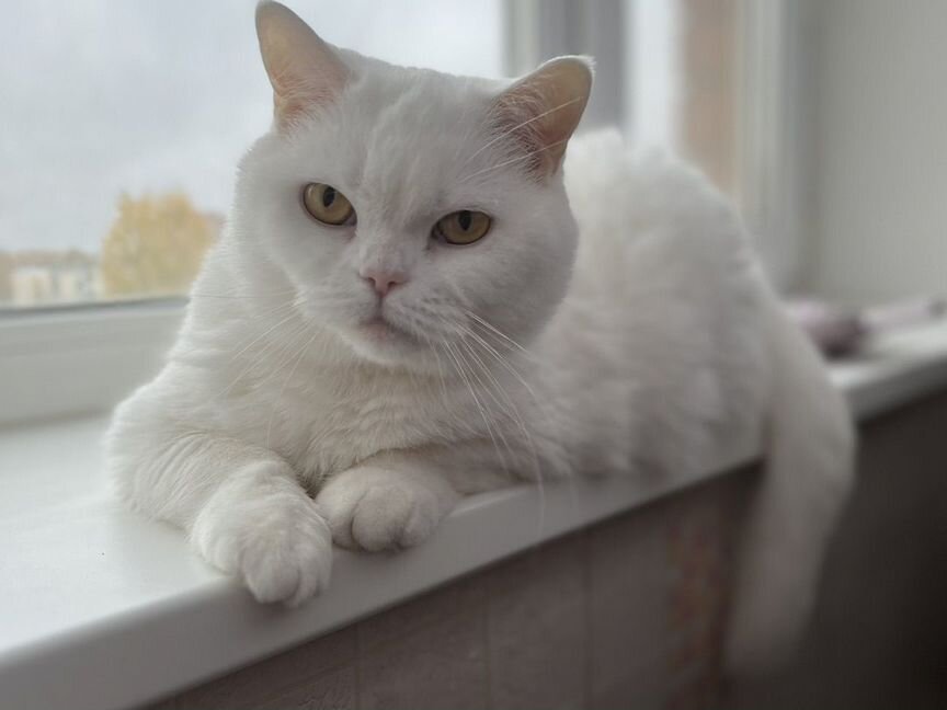 Шотландская кошка