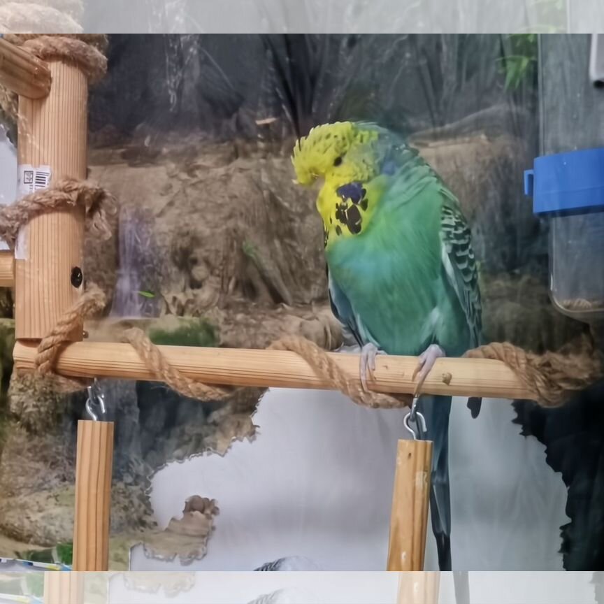 Волнистый попугай ввп чех. Самка