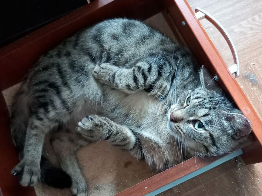 Интересная кошка с отлова