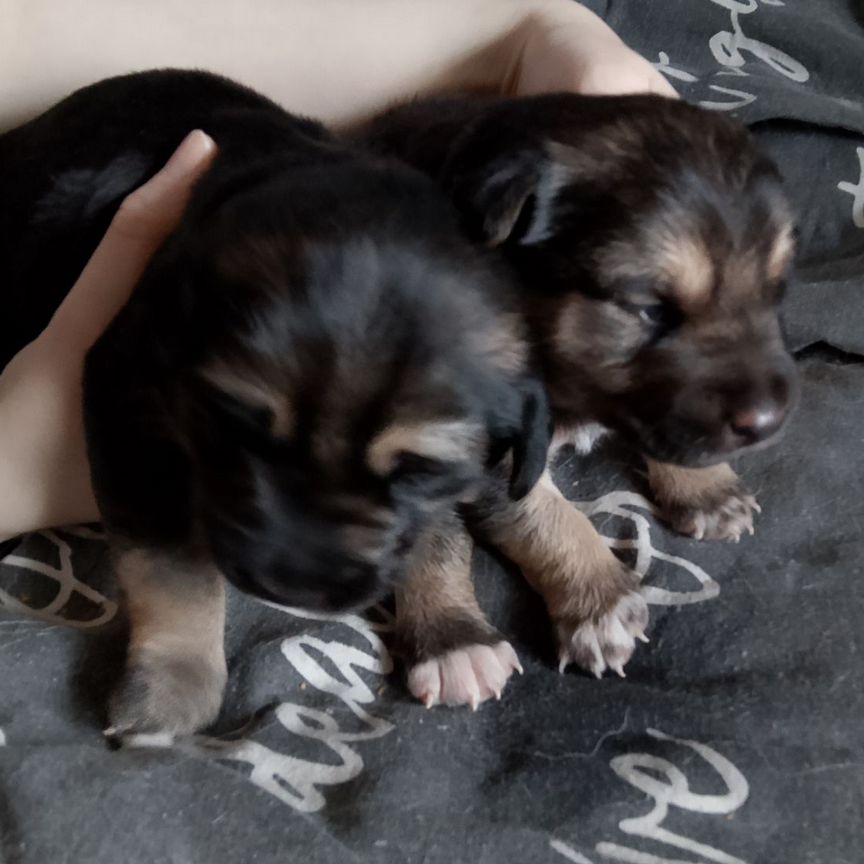 Щенок в добрые руки