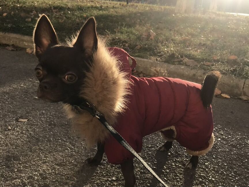 Одежда для маленьких собак