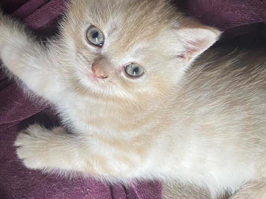 Рыжий котенок мальчик