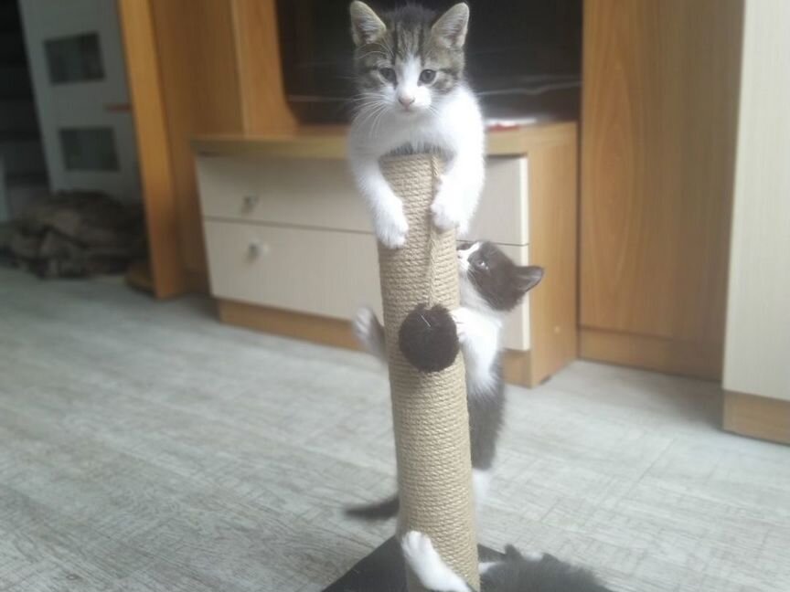 Маленькие комочки счастья