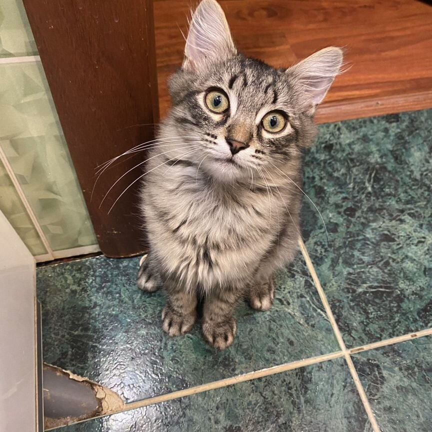 Котик молодой отдам