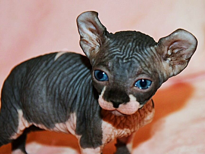 Которебенок эльф