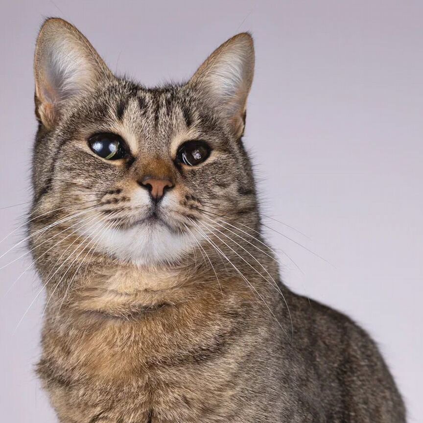 Европейская короткошёрстная, взрослая кошка из приюта