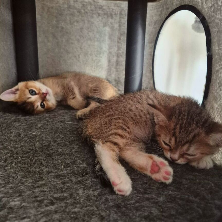 Отдам котят в добрые ручки