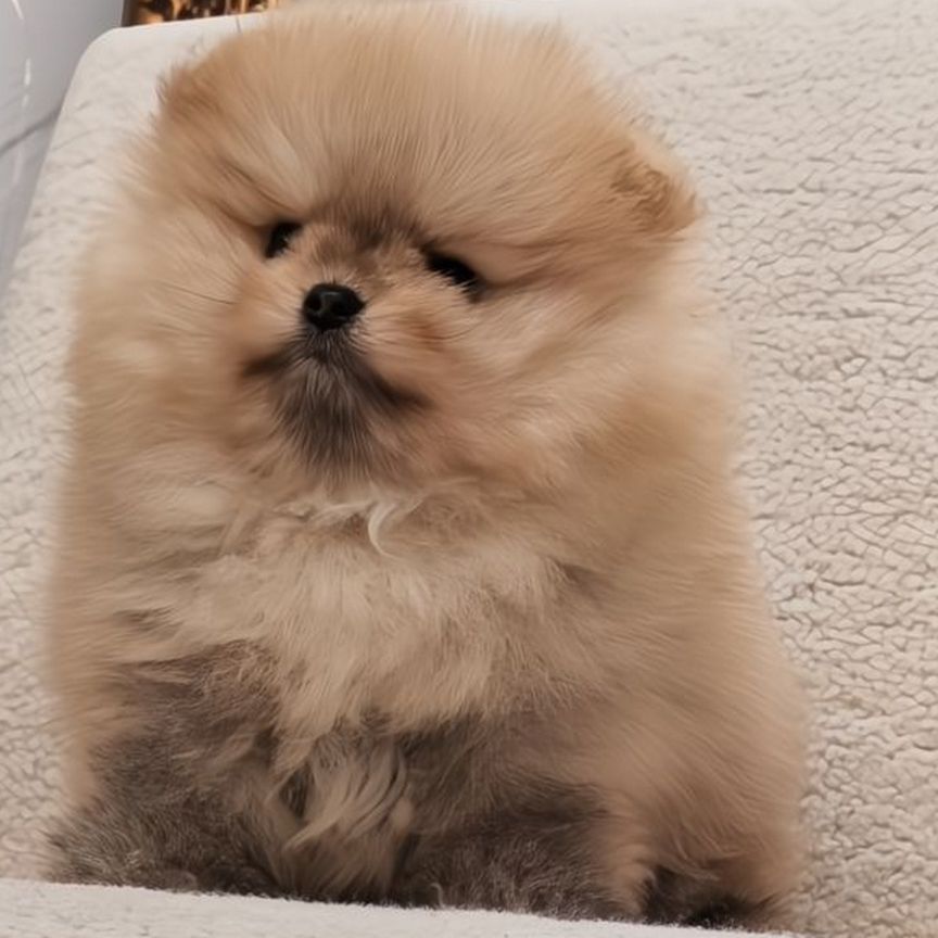 Померанский шпиц, щенок