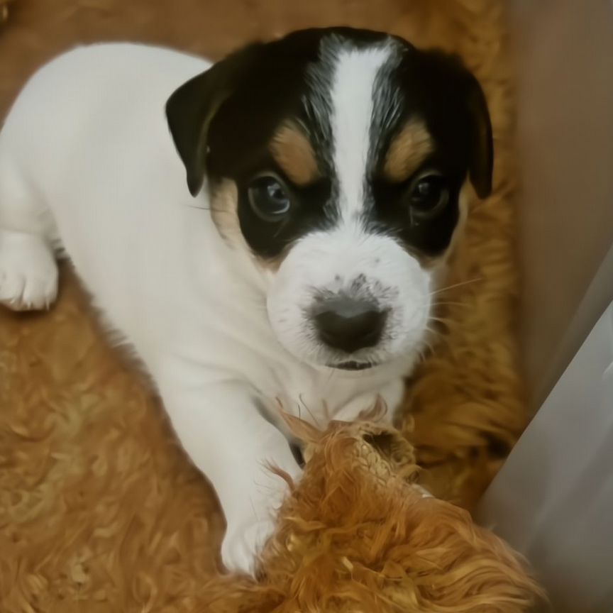 Джек-рассел-терьер, щенок