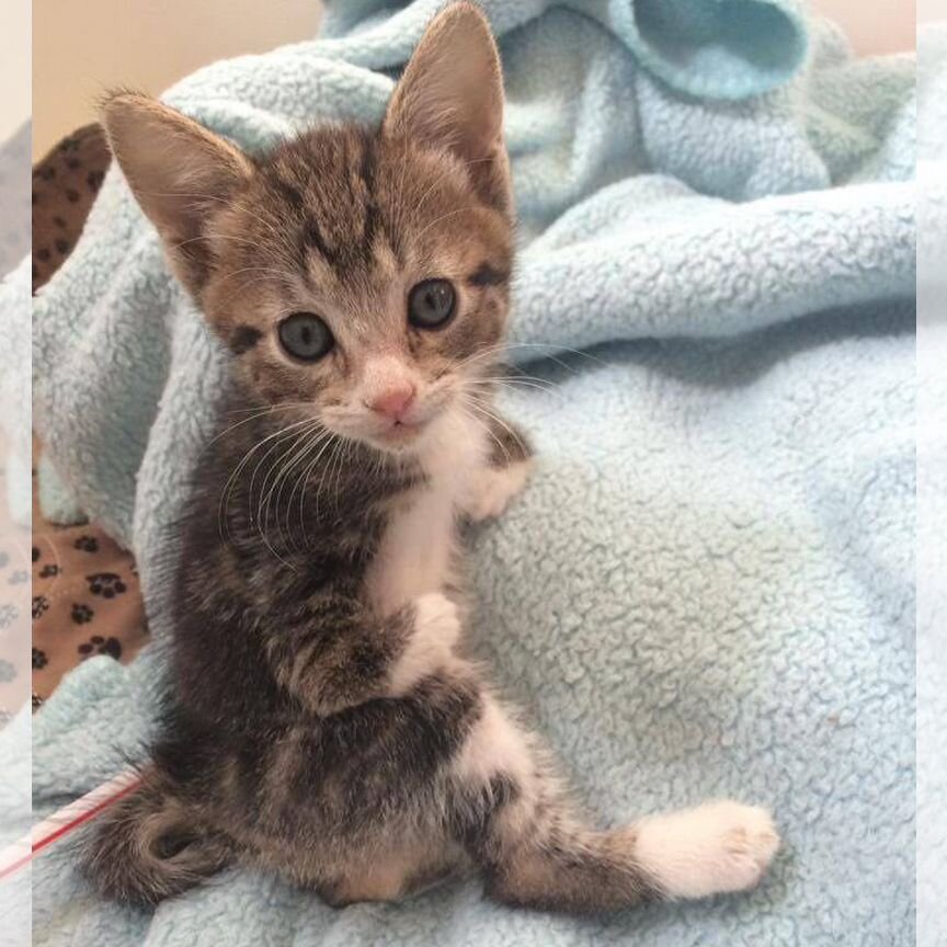 Котенок без лапок