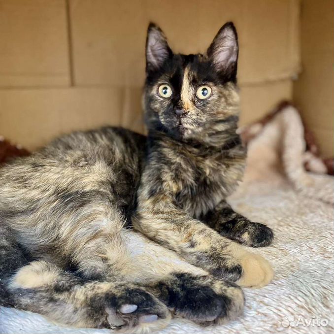 Котенок чем не уральский рекс