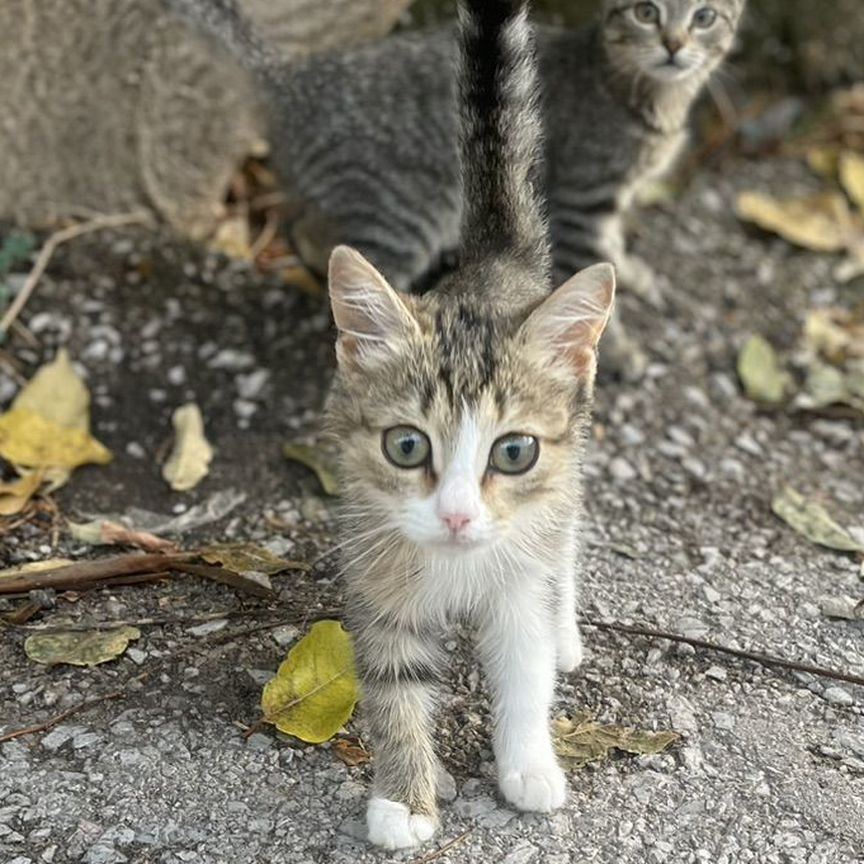 Котенок ищет дом