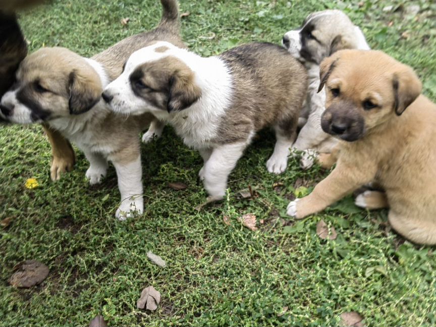 Щенки
