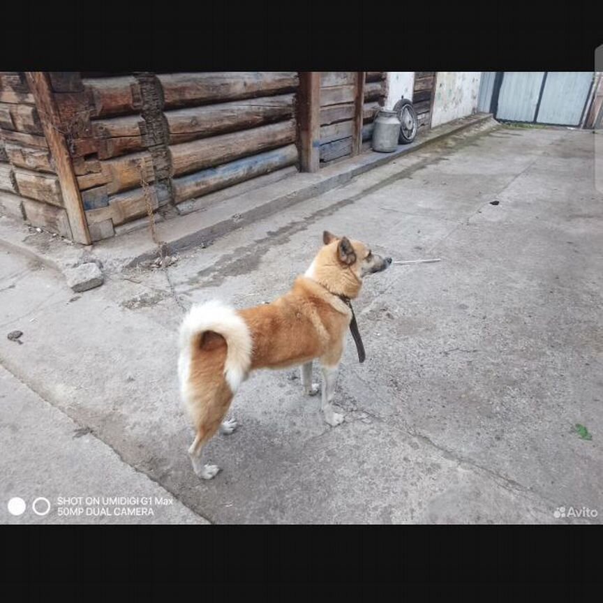 Продам лайку