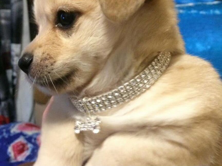 Ожерелье для йорков и кошек