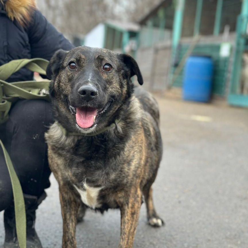 Взрослая собака Алла в добоые руки