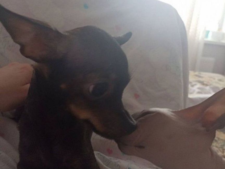 Мини той-терьер щенки