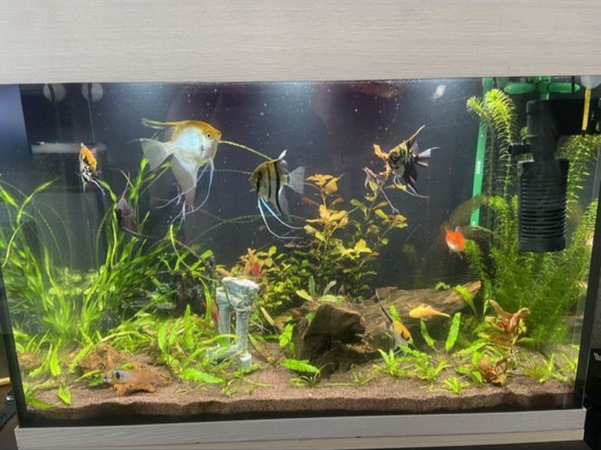 Аквариум 150 лилров, со всем что на фото