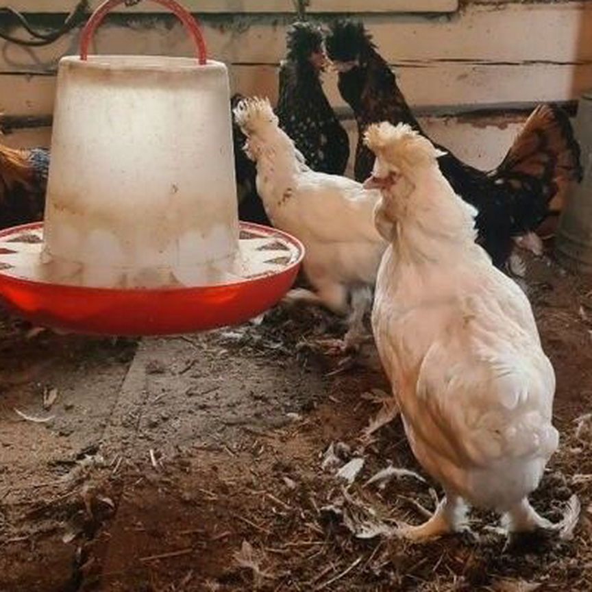 Павловские куры