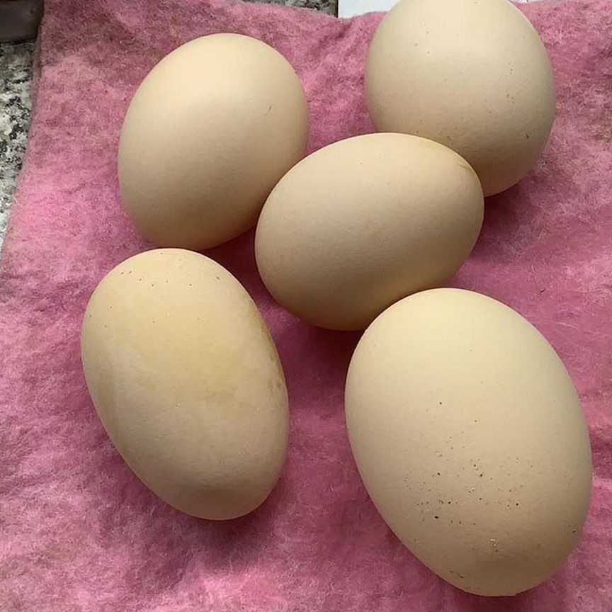 Продаю кур, молодки - 6 штук