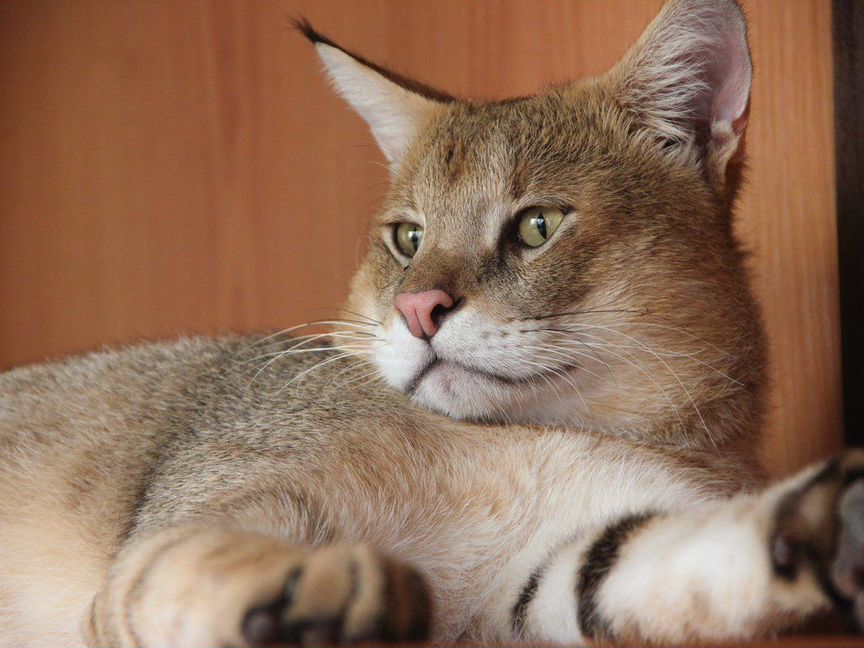 Чаузи Ф1 HP(85 процентов)