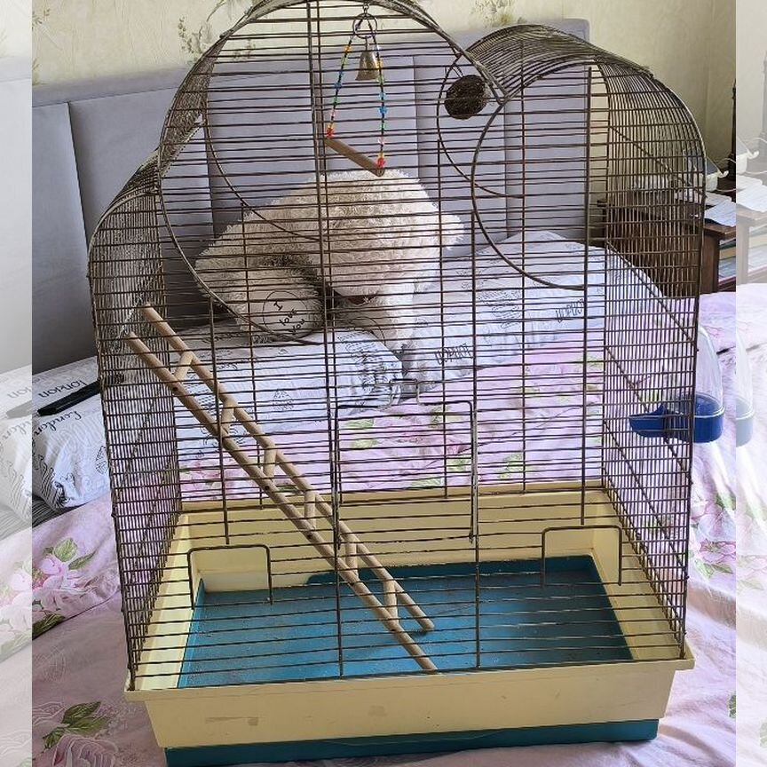 Птичья клетка