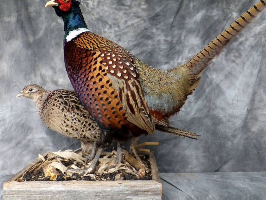 Фазан охотничий