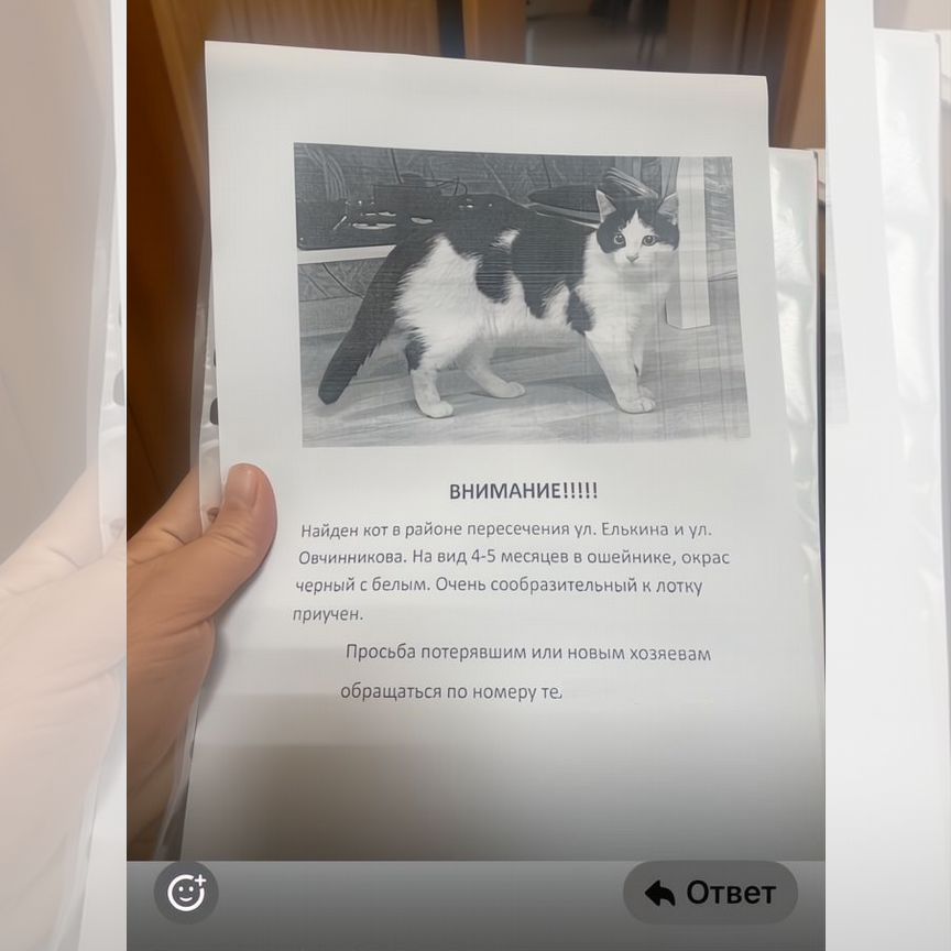 Котёнок в добрые руки