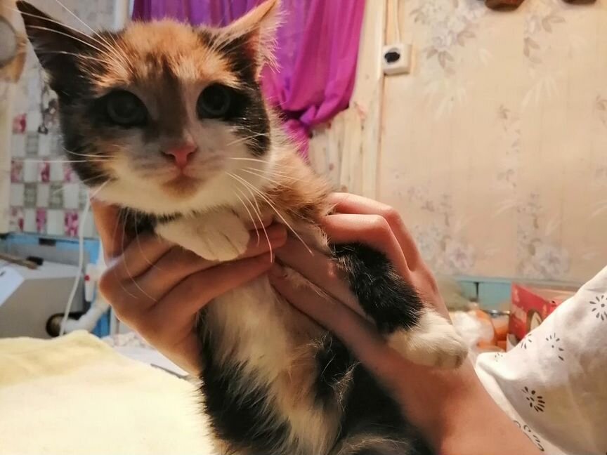 Котенок