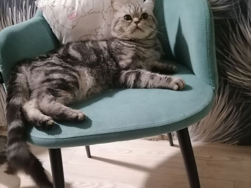 Котята шотландские